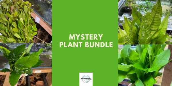 Mystery Plant Bundle - Aquascape Supply Co.