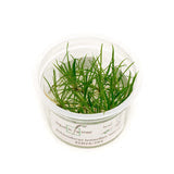 Echinodorus Tenellus Micro – Aquascape Supply