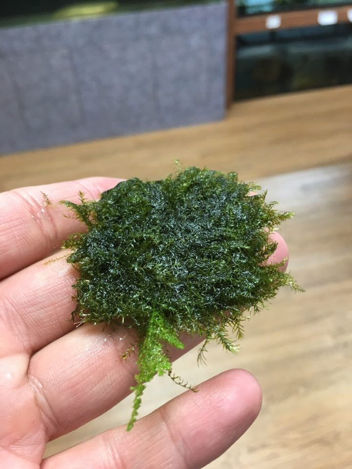 Fissidens Fontanus – Aquascape Supply