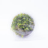 Microcarpaea Minima Merrill – Aquascape Supply