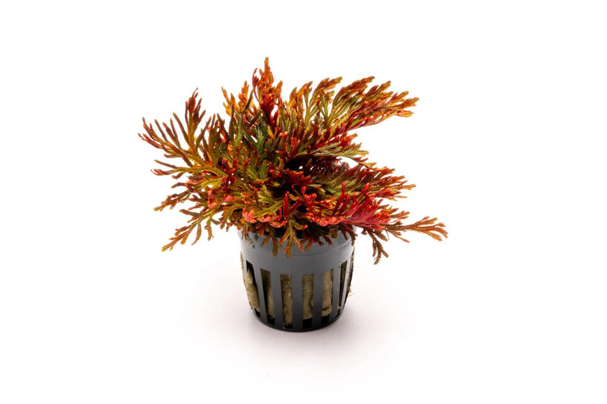 Selaginella Erythropus Ruby Red Club Moss – Aquascape Supply
