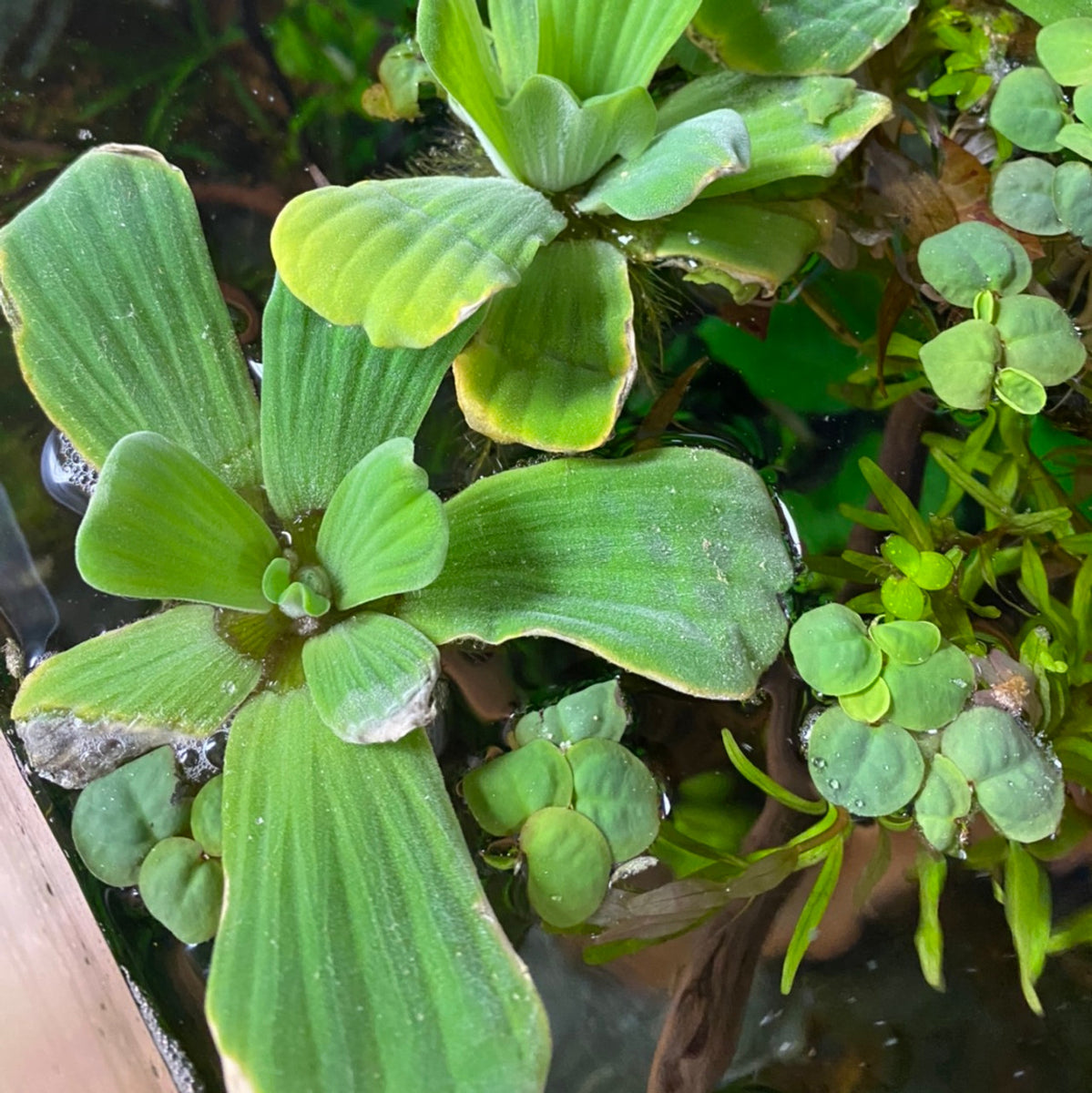 Pistia Stratiotes/ Water Lettuce – Aquascape Supply