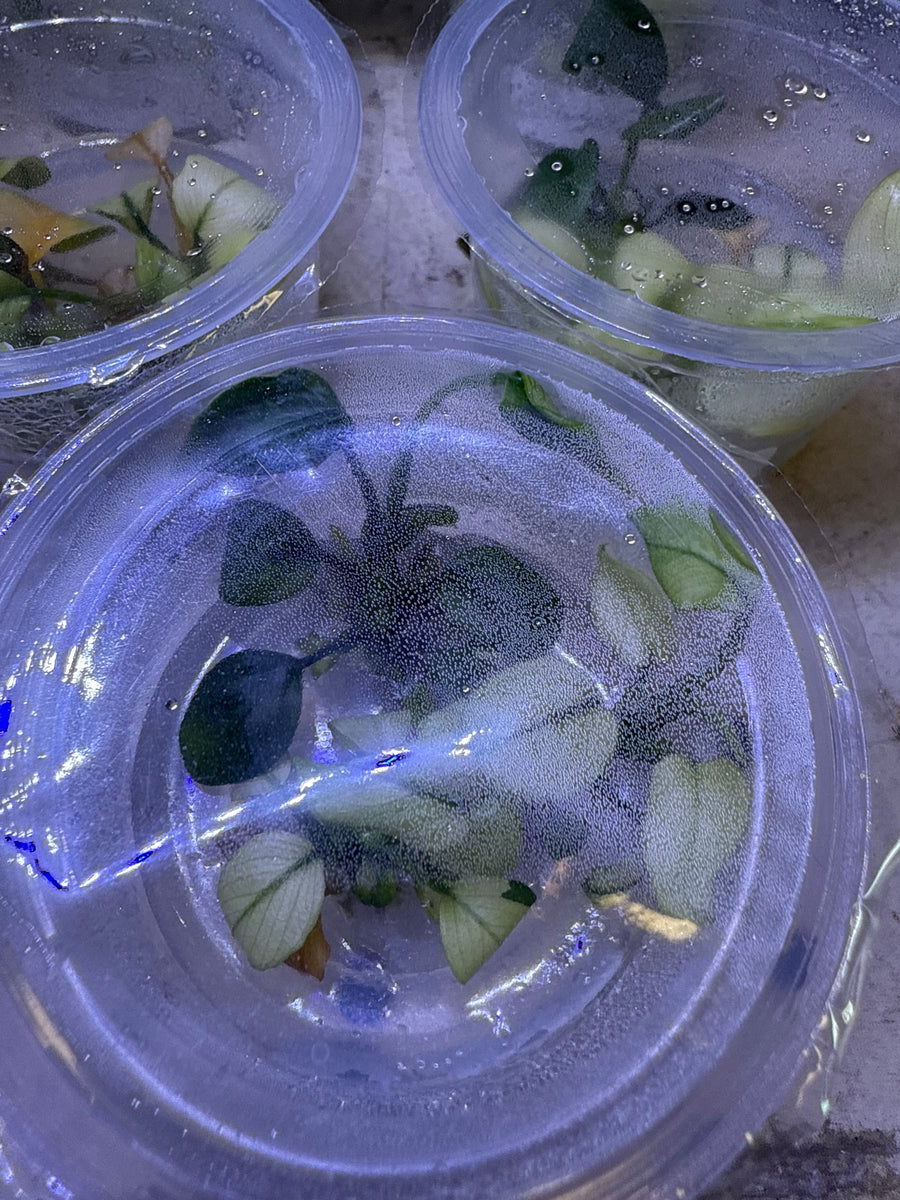 Anubias Pinto Tissue Culture - Lush Aquarium Plant – Aquascape Supply