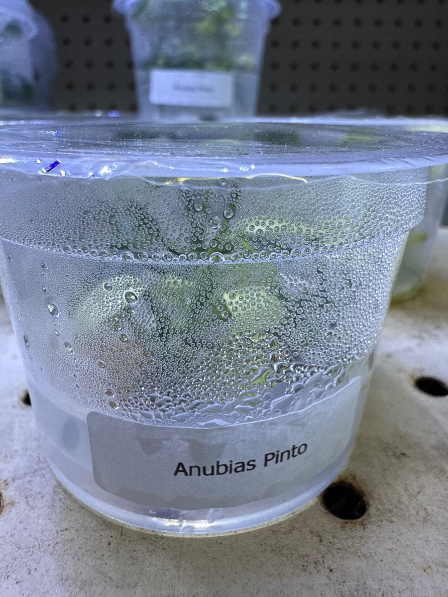 Anubias Pinto Tissue Culture - Lush Aquarium Plant – Aquascape Supply
