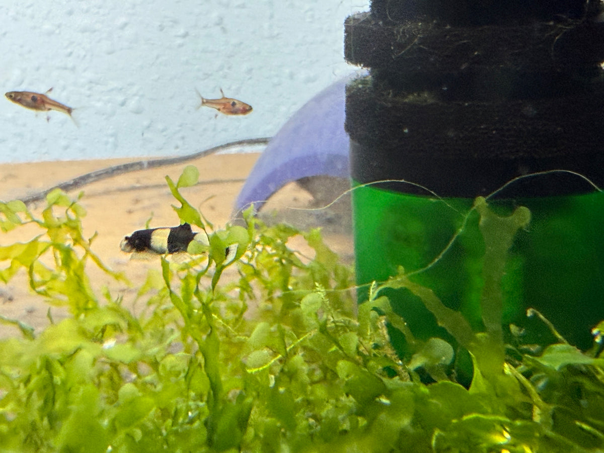 Subwassertang Moss – Aquascape Supply