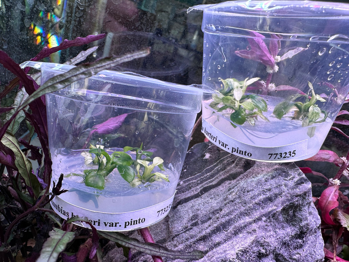 Anubias Pinto Tissue Culture – Aquascape Supply