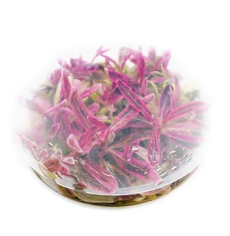 HYGROPHILA 'CHAI' TISSUE CULTURE PLANT – Aquascape Supply