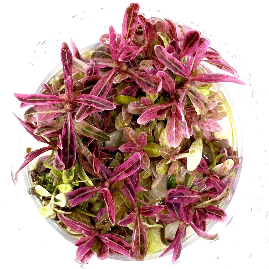 HYGROPHILA 'CHAI' TISSUE CULTURE PLANT – Aquascape Supply